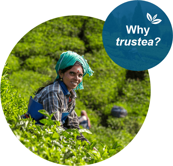 As one of the largest producers and consumers of tea, India is at the ...